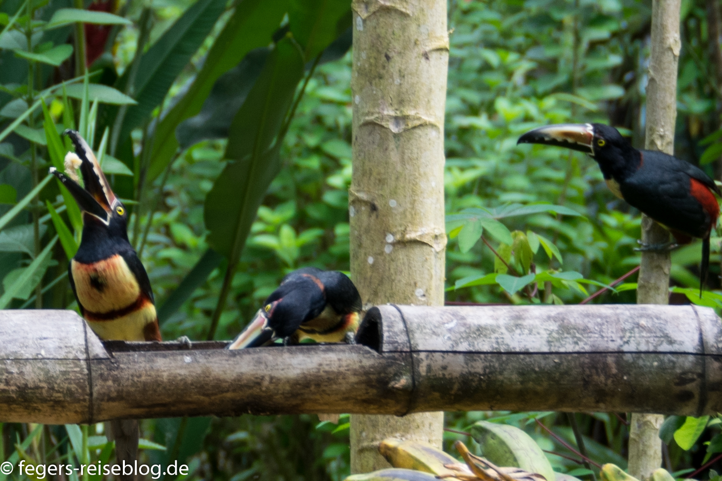 Vögel in Costa Rica - Fegers Reiseblog